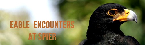Rehabilitating Raptors
